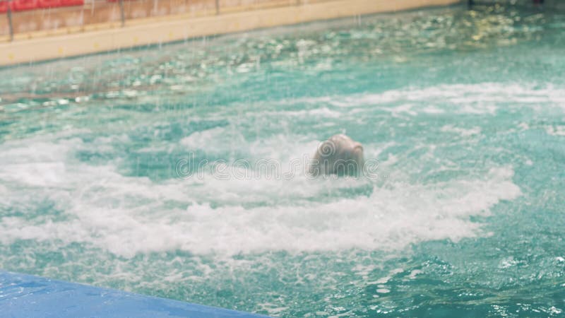Beluga Whale Jumping and Diving in Swimming Pool on Performance in ...