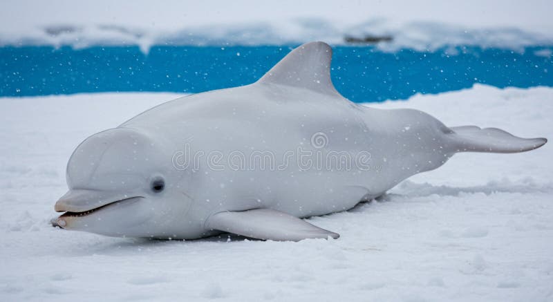 A Beluga Whale Rests on a Snow-covered Surface, Displaying Its ...