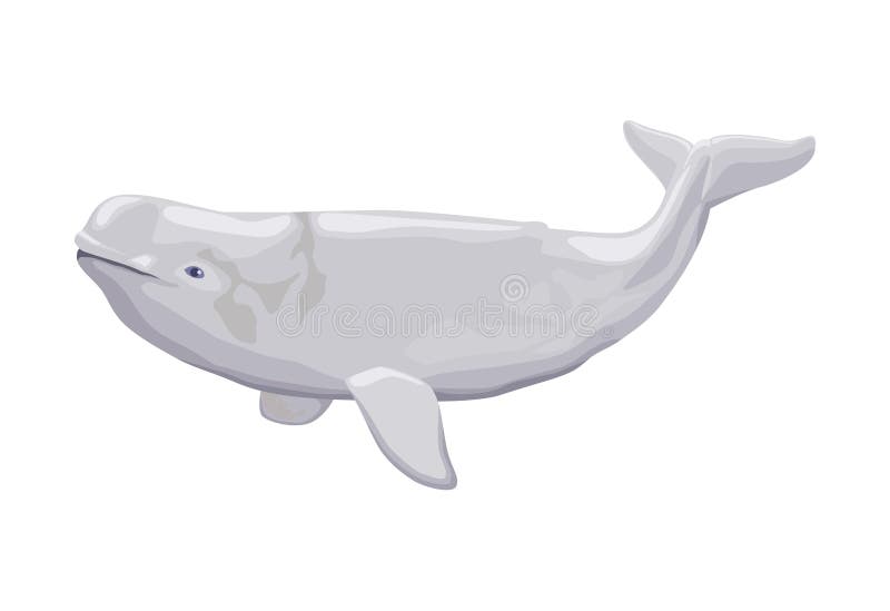 Beluga whale sealife stock vector. Illustration of character - 259134468