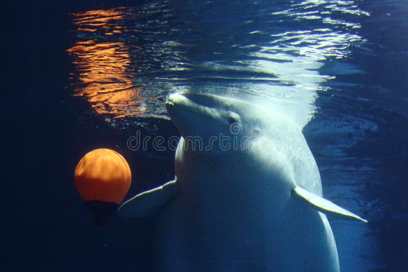 Sad Whale Stock Photos - Free & Royalty-Free Stock Photos from Dreamstime