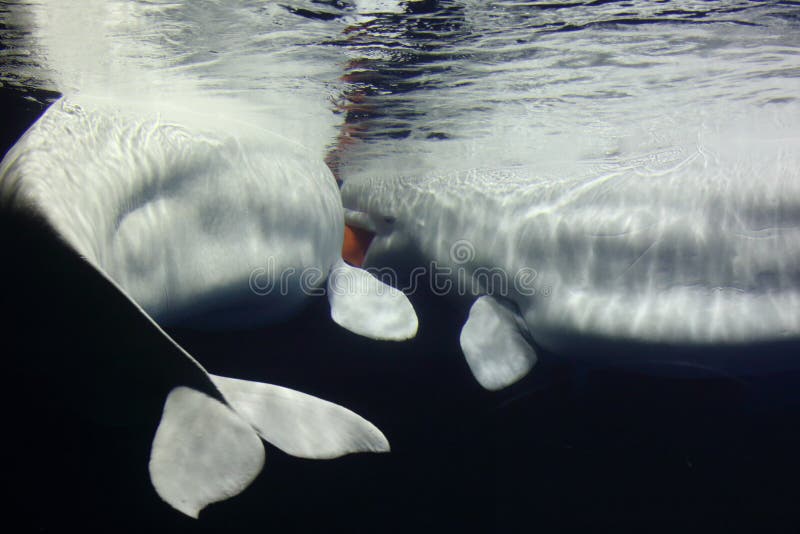 Sad Whale Stock Photos - Free & Royalty-Free Stock Photos from Dreamstime