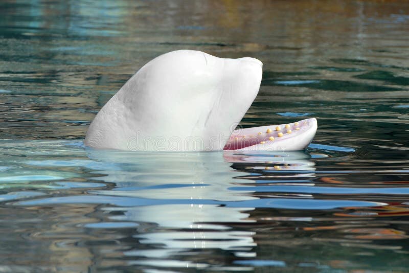Beluga whale stock photo. Image of aquarium, delphinapterus - 53540556