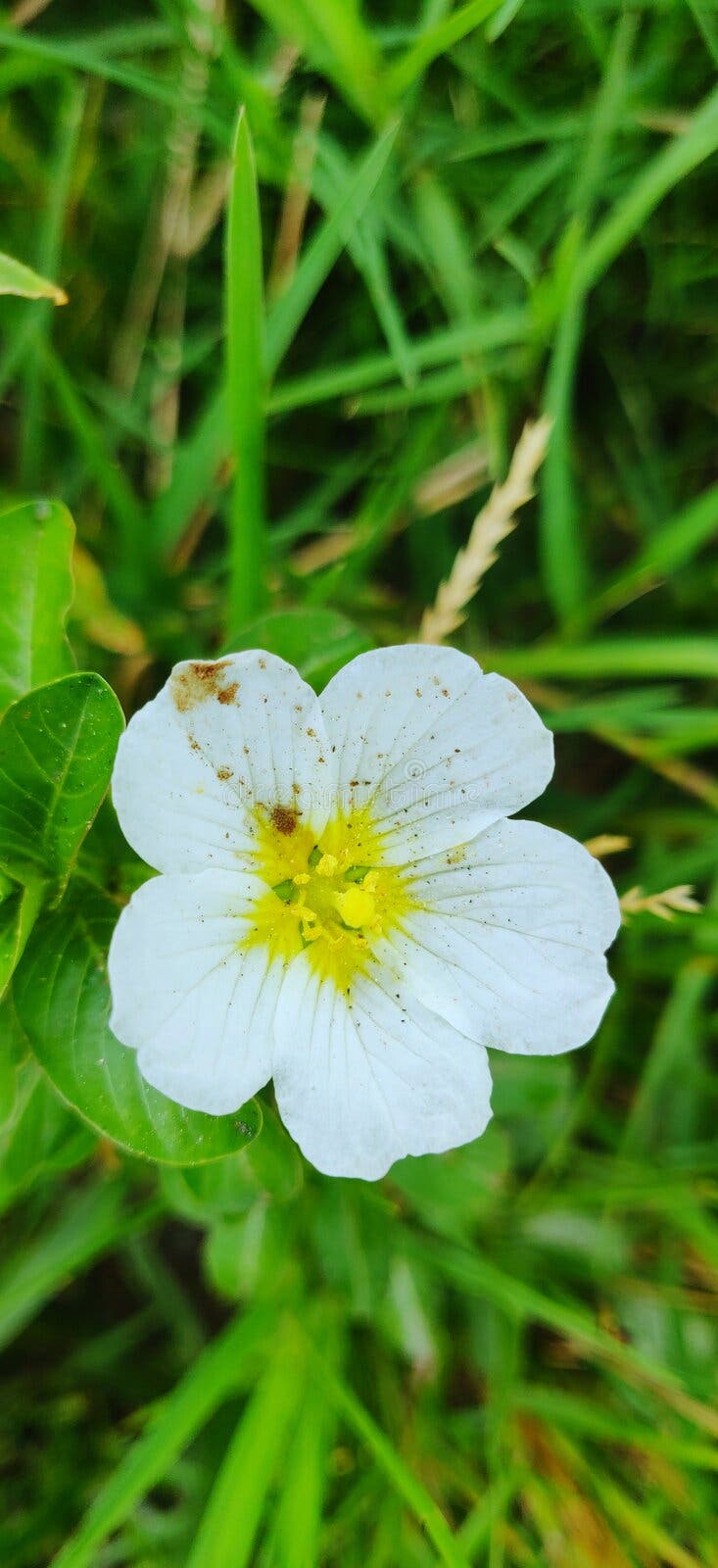 284 Bely Stock Photos - Free & Royalty-Free Stock Photos from Dreamstime