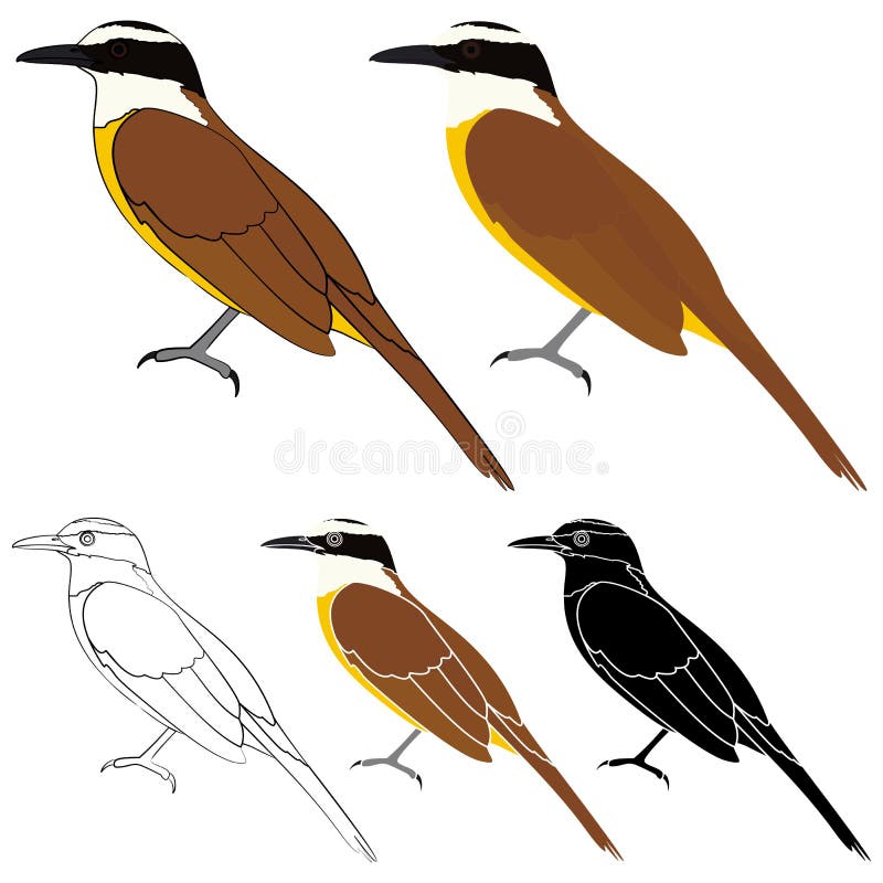 Kiskadee Bird Stock Illustrations – 15 Kiskadee Bird Stock ...