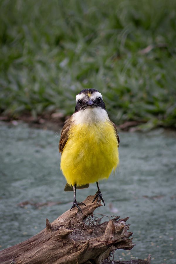 Bem-te-vi stock photo. Image of rainforest, bemtevi - 239337892