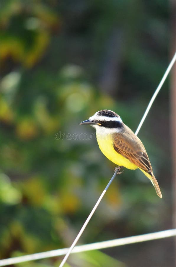 `Bem-te-vi` or Great Kiskadee Stock Photo - Image of great, animal ...