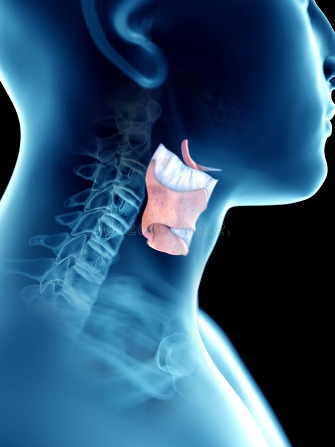 Bemannt Kehlkopf stock abbildung. Illustration von schwarzes - 127856414