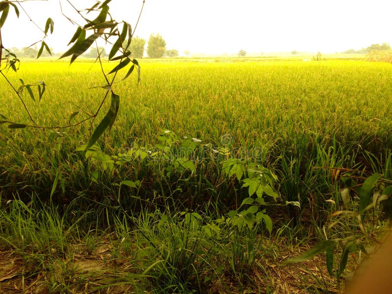 Bembo Tree Rice Tree Stock Photos - Free & Royalty-Free Stock Photos ...