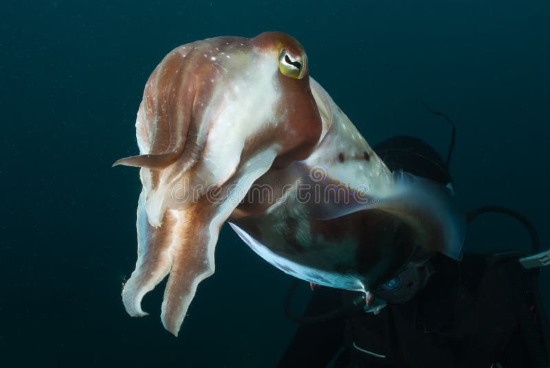 Bemoeizieke inktvissen stock afbeelding. Image of inktvissen - 21838001