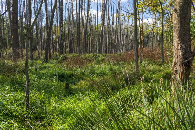 Bemowo Forest - a Beautiful and Charming Green Place in Warsaw Stock ...
