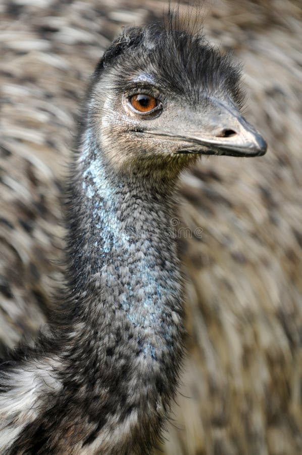Emu Poses Stock Photos - Free & Royalty-Free Stock Photos from Dreamstime