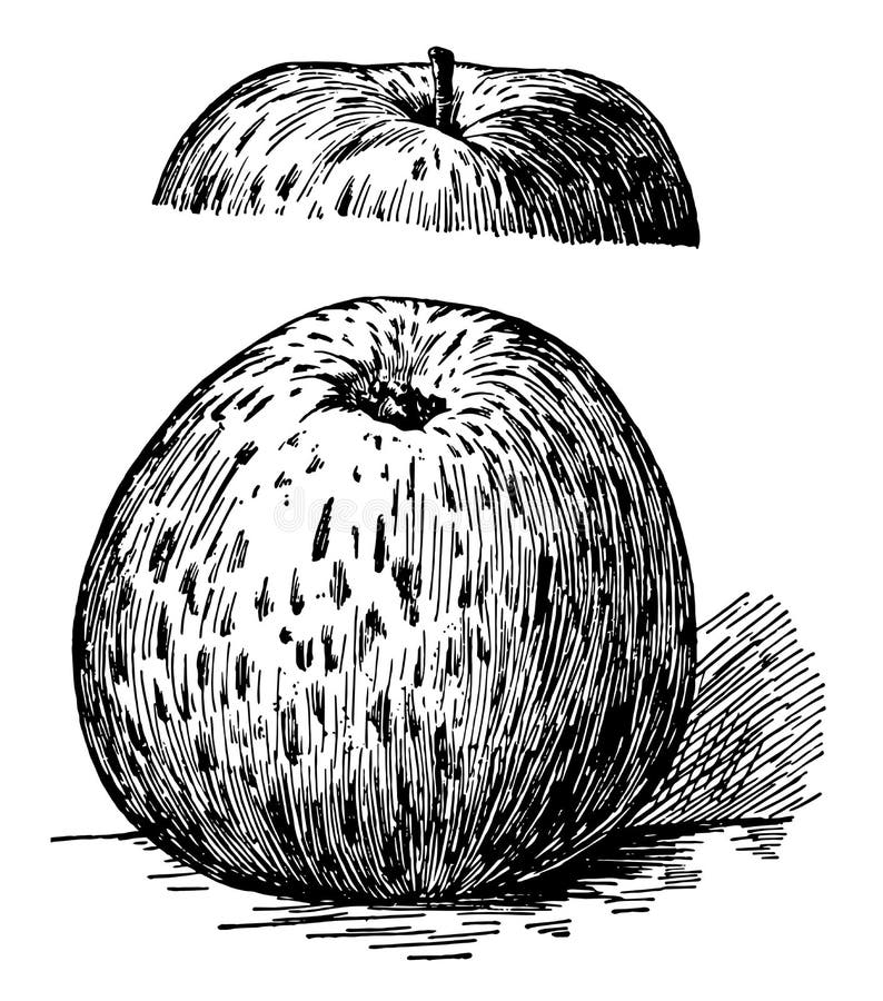 Ben Davi Stock Illustrations – 1 Ben Davi Stock Illustrations, Vectors ...