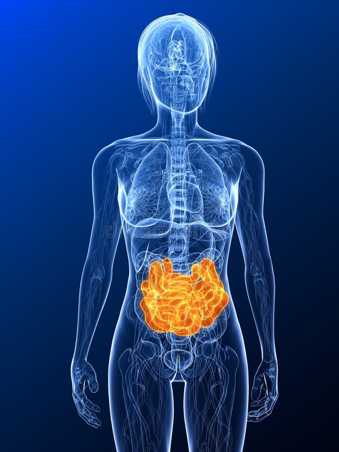 Benadrukte darm stock illustratie. Illustration of kanker - 14390386