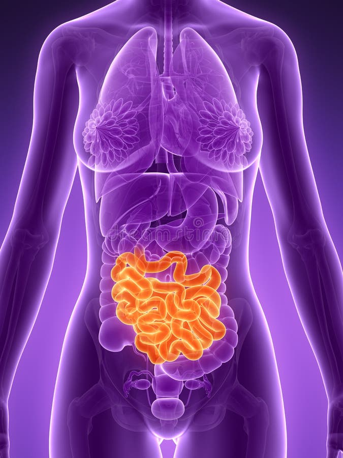 Benadrukte dunne darmen stock illustratie. Illustration of biologie ...