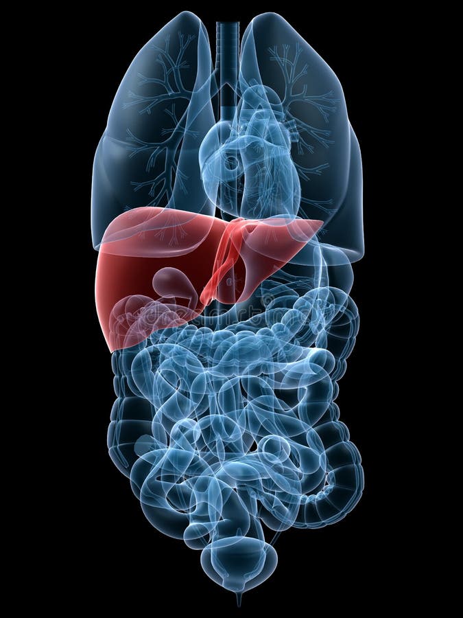 De ontsteking van de lever stock illustratie. Illustration of nier ...