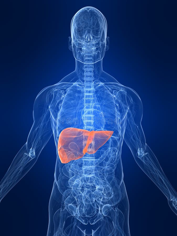 Benadrukte lever stock illustratie. Illustration of pijn - 6604499