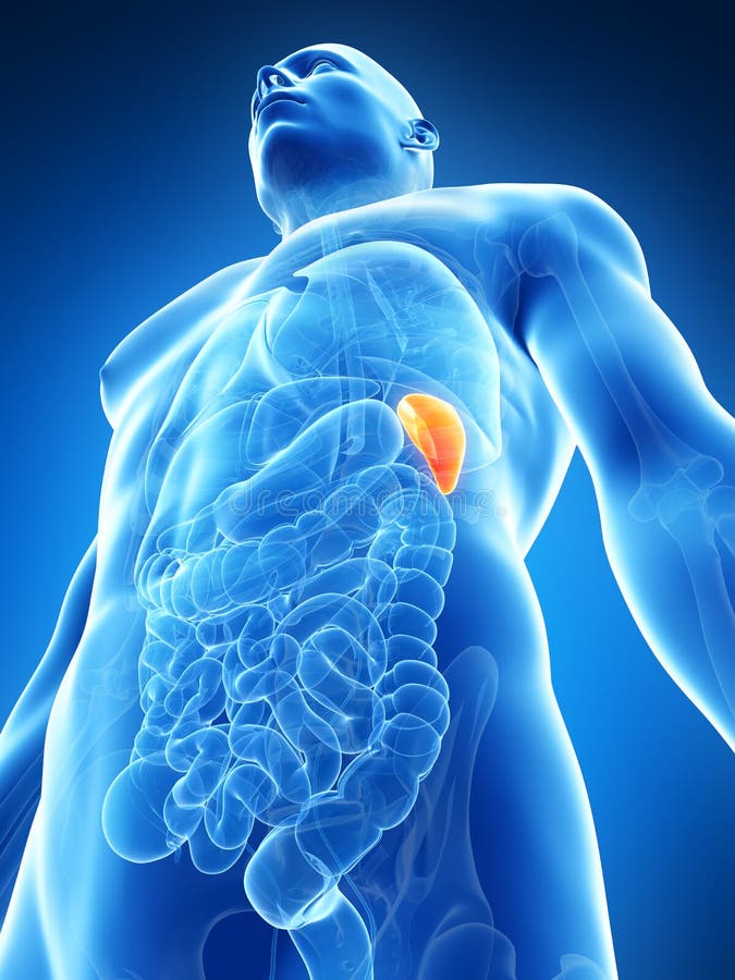 Milt - Mannelijke Anatomie Van Menselijke Organen - X-ray Mening Stock ...