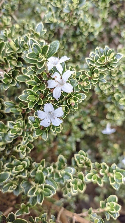 Benang Sari Flower Stock Photos - Free & Royalty-Free Stock Photos from ...