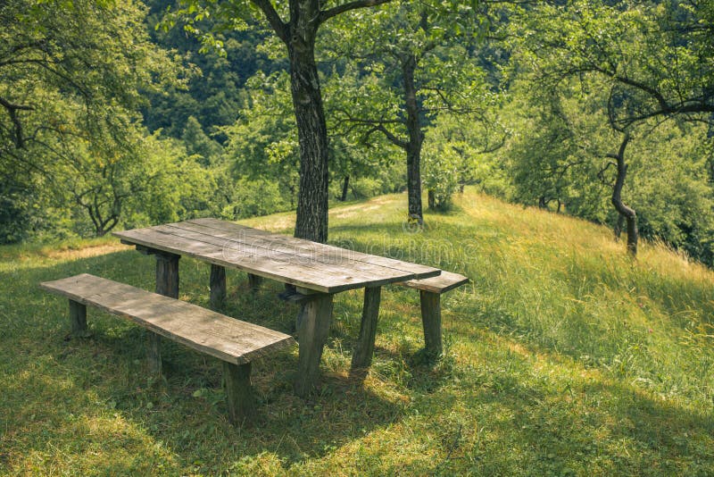Bench Along the Pathway in the Forest Stock Image - Image of spring ...