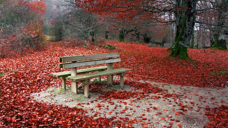 Bench in autumn stock photo. Image of leaf, lonely, orange - 29626914
