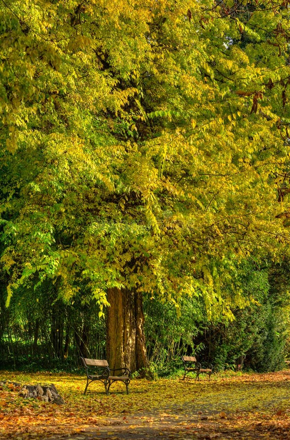 Bench in autumn forest stock image. Image of panorama - 34856011