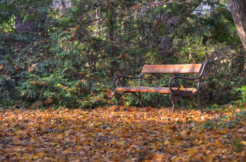 Bench in autumn forest stock image. Image of fall, leaves - 34756353