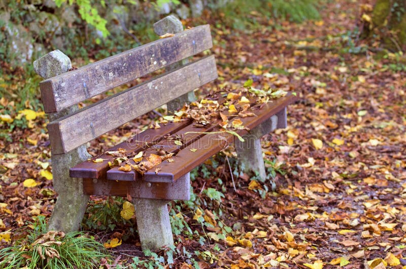 Bench in autumn forest stock photo. Image of fall, forest - 60687544