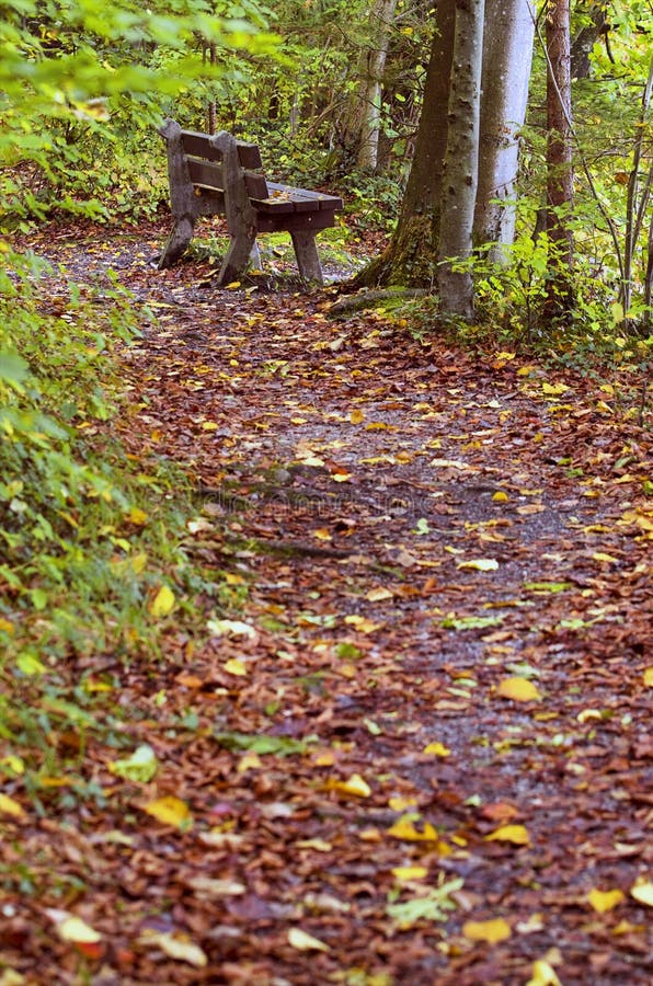Bench in autumn forest stock photo. Image of color, romance - 60688028