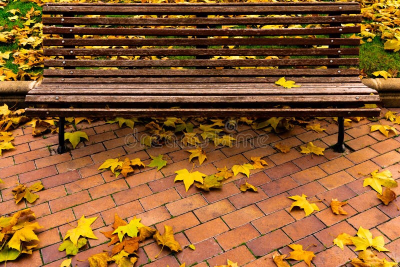 Bench with autumn leaves stock photo. Image of fall - 183681994