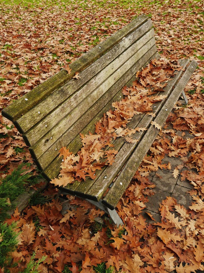 Bench Autumn Leaves Covered Stock Photo - Image of covered, garden ...