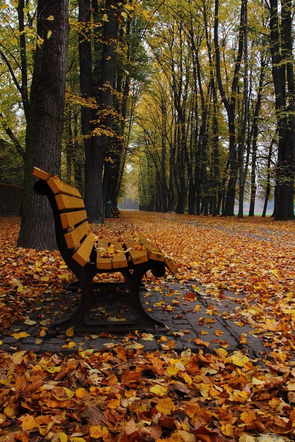 Bench in the autumn park stock image. Image of leaves - 37972401