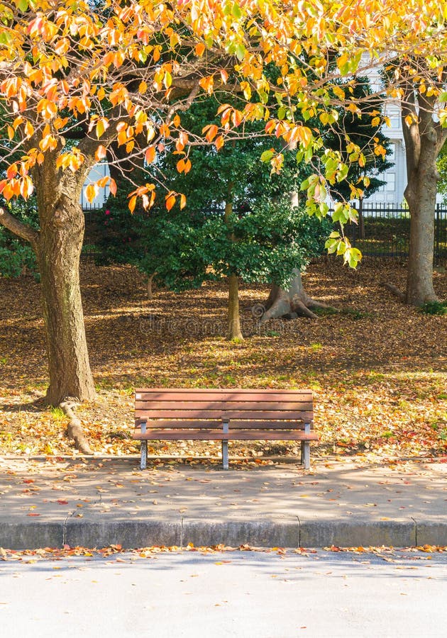 Bench in autumn park stock photo. Image of autumn, backgrounds - 95566290