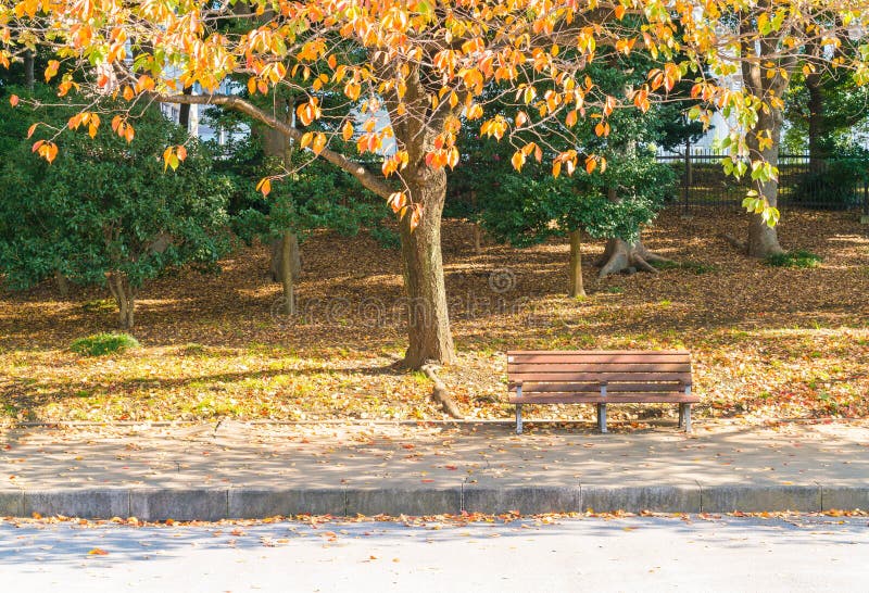 Bench in autumn park stock photo. Image of green, backgrounds - 97494226