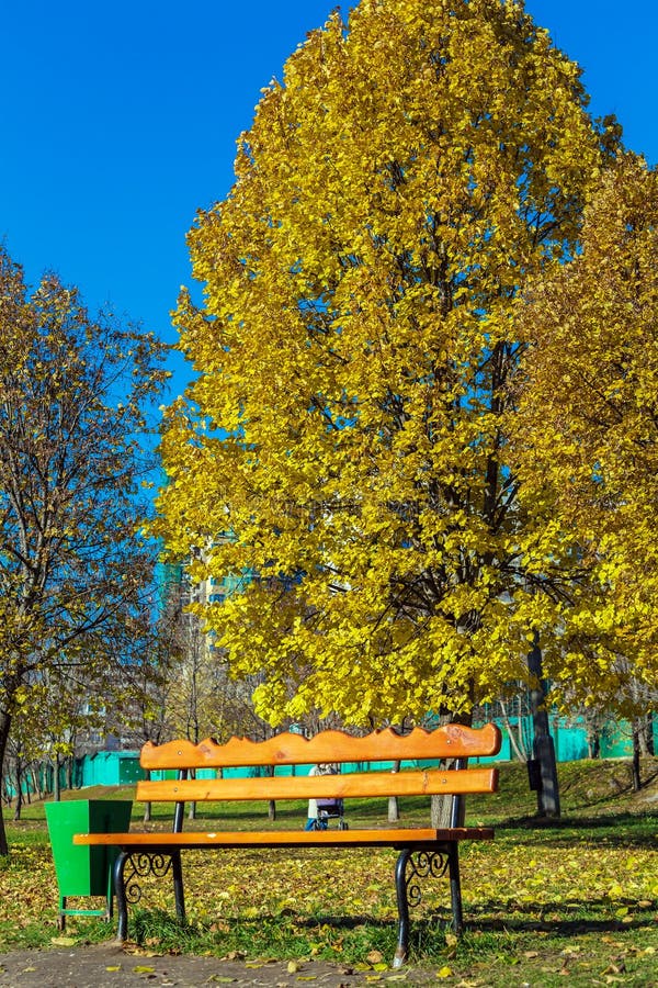 Bench in Autumn Park with Gold Leaves Around Stock Photo - Image of ...