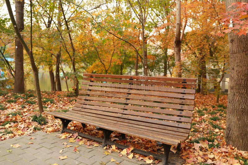 Bench in autumn park stock image. Image of maple, brown - 105867255