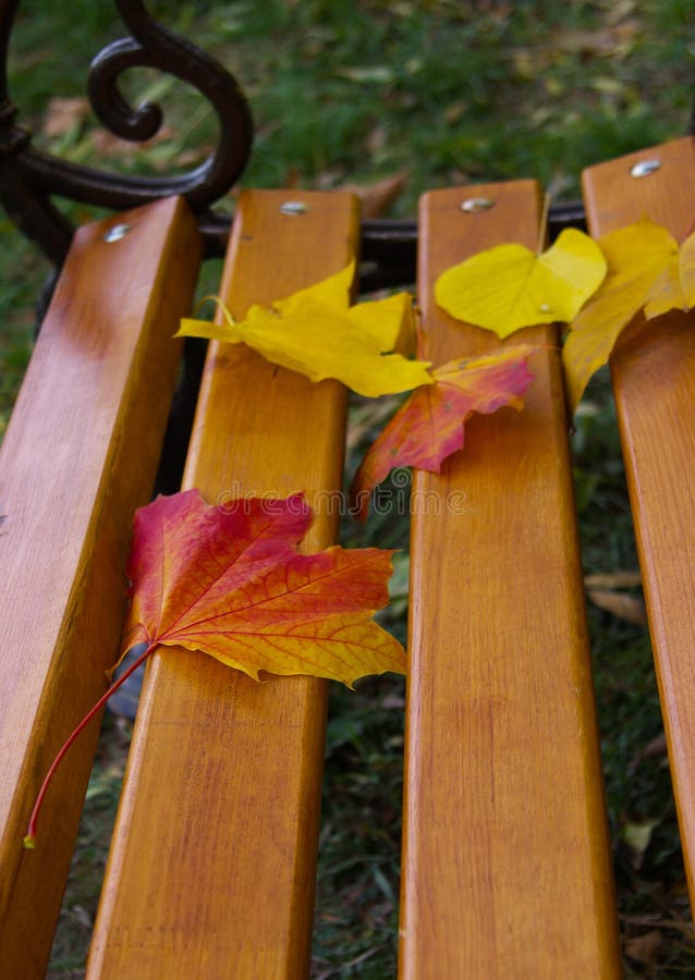 Bench in the autumn park stock photo. Image of solitude - 46573030