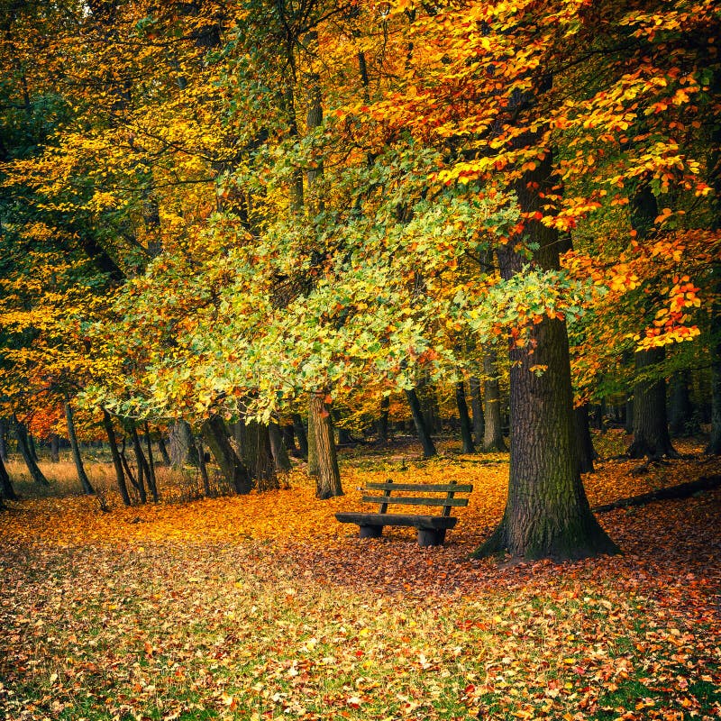 Bench in autumn forest stock photo. Image of beauty, background - 32916578