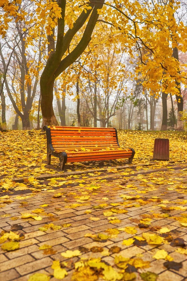 Bench in Autumn Season with Colorful Foliage and Trees Stock Photo ...