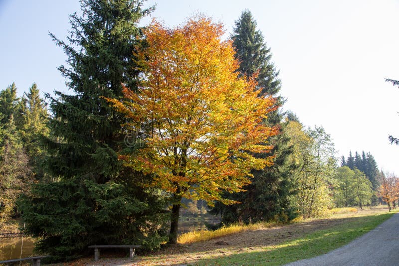 A Bench at Autumn Trees at a Path Stock Photo - Image of peaceful ...