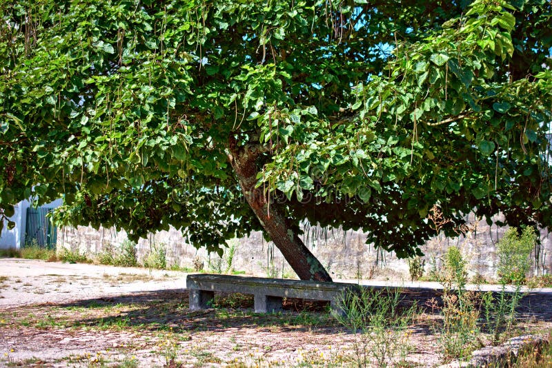 Bench beneath green tree stock photo. Image of beneath - 157259410