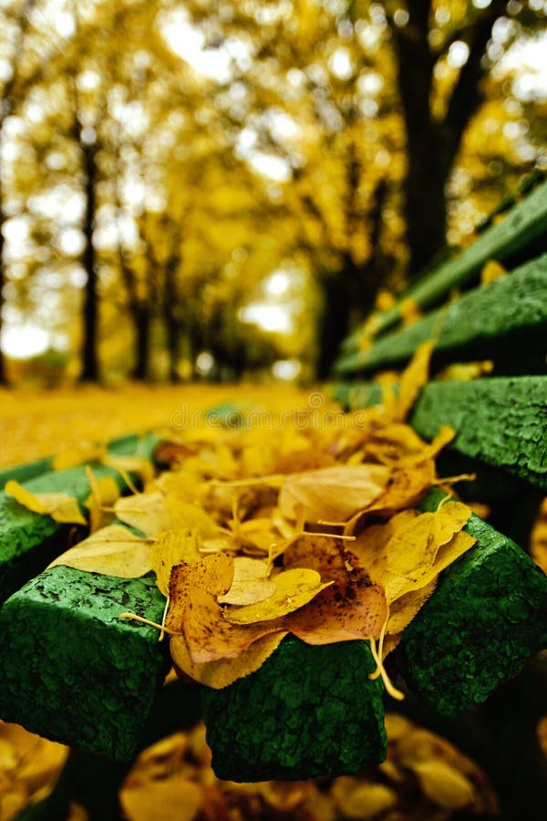 A Bench Covered with Autumn Leaves in the Park. Side View. Bright ...