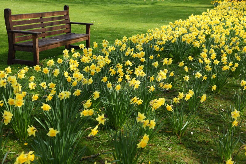 Bench and daffodils stock image. Image of england, bench - 8843131