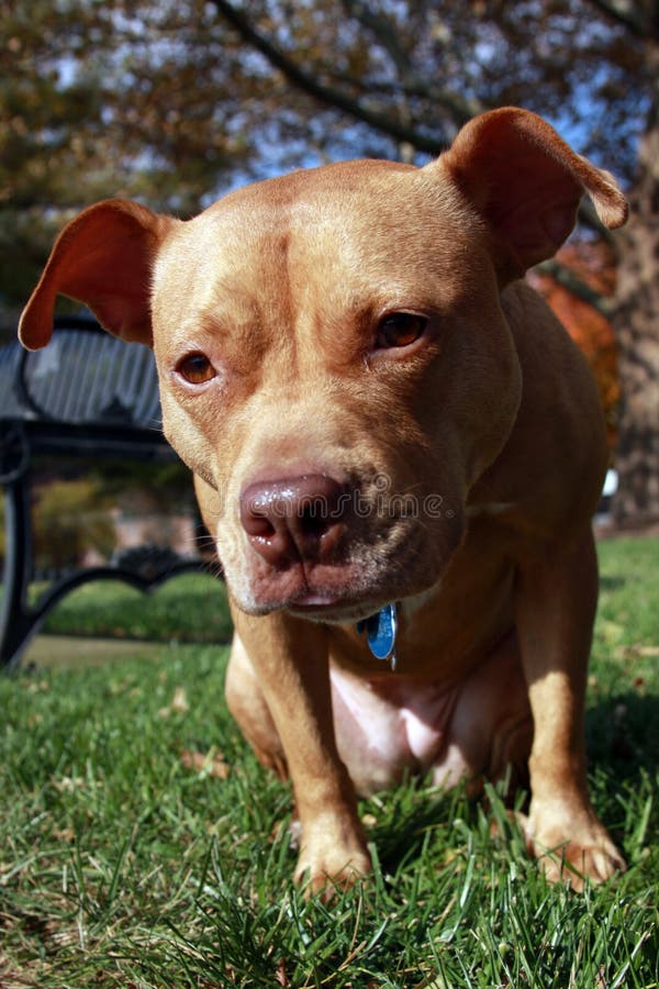 Bench Dog Picture. Image: 3645436