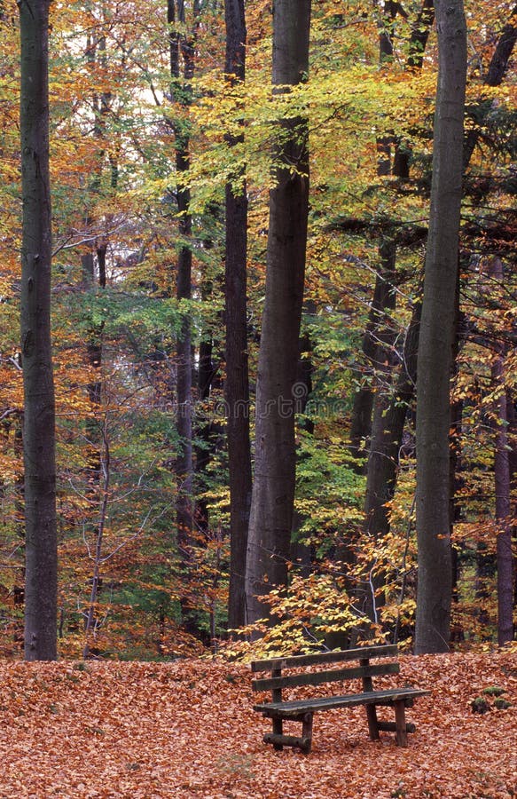Bench in the fall stock image. Image of scenic, lonely - 688413