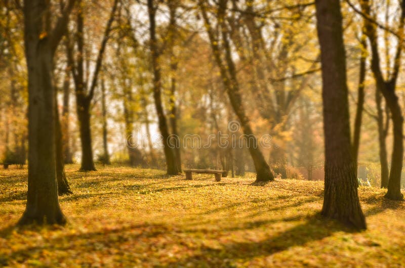 Park bench in autumn stock photo. Image of resting, branches - 3950612