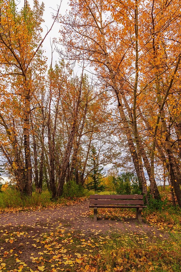 Bench in a Fall Park in Cochrane Stock Image - Image of fall, leaf ...
