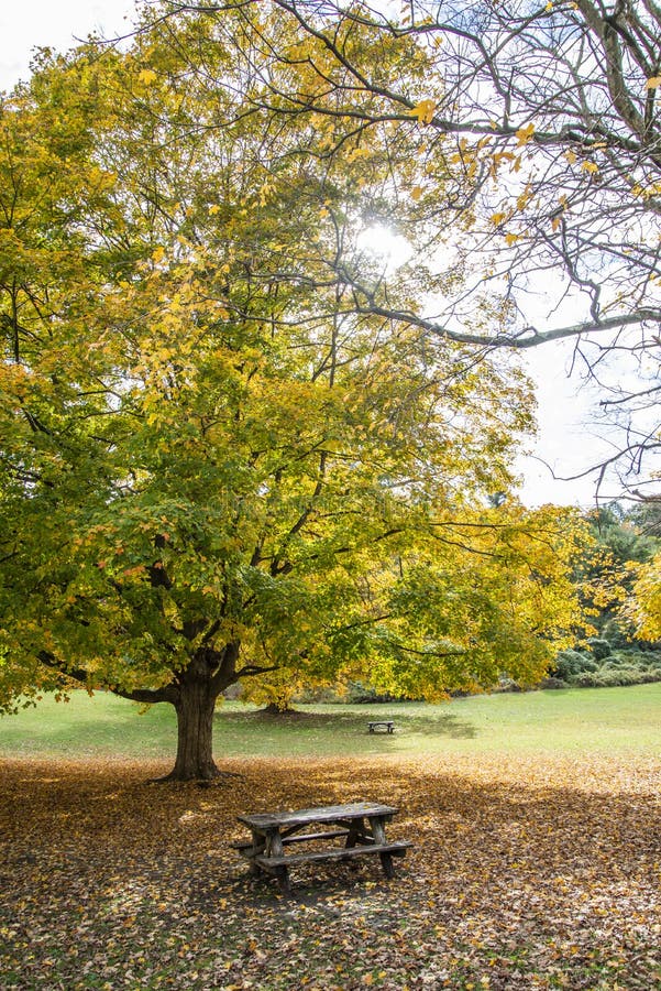Bench in the fall season stock image. Image of green - 259315847