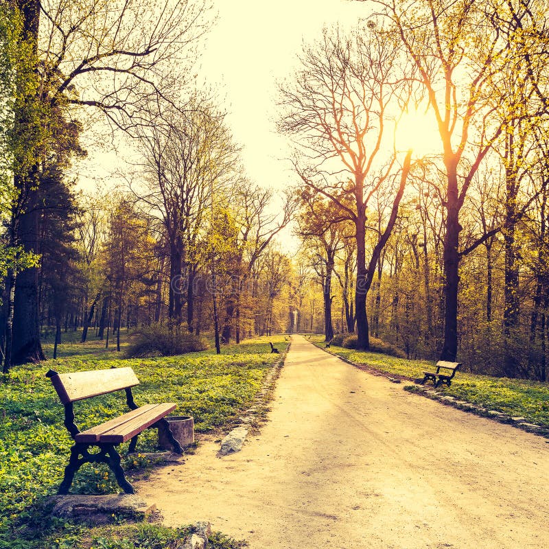 Bench and Footpath in Morning Park Stock Photo - Image of fresh ...