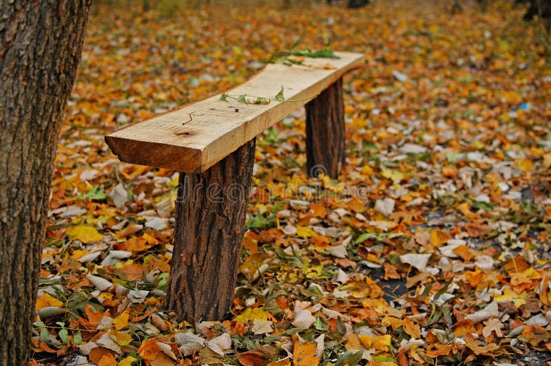 Bench in forest stock photo. Image of place, outside - 23904620