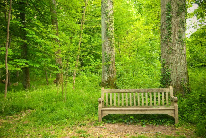 Bench in the forest stock image. Image of vine, france - 24797001